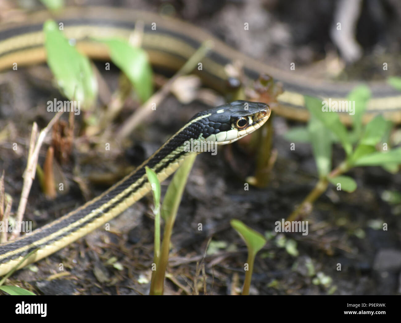 Raised head on a striped ribbon snake Stock Photo - Alamy