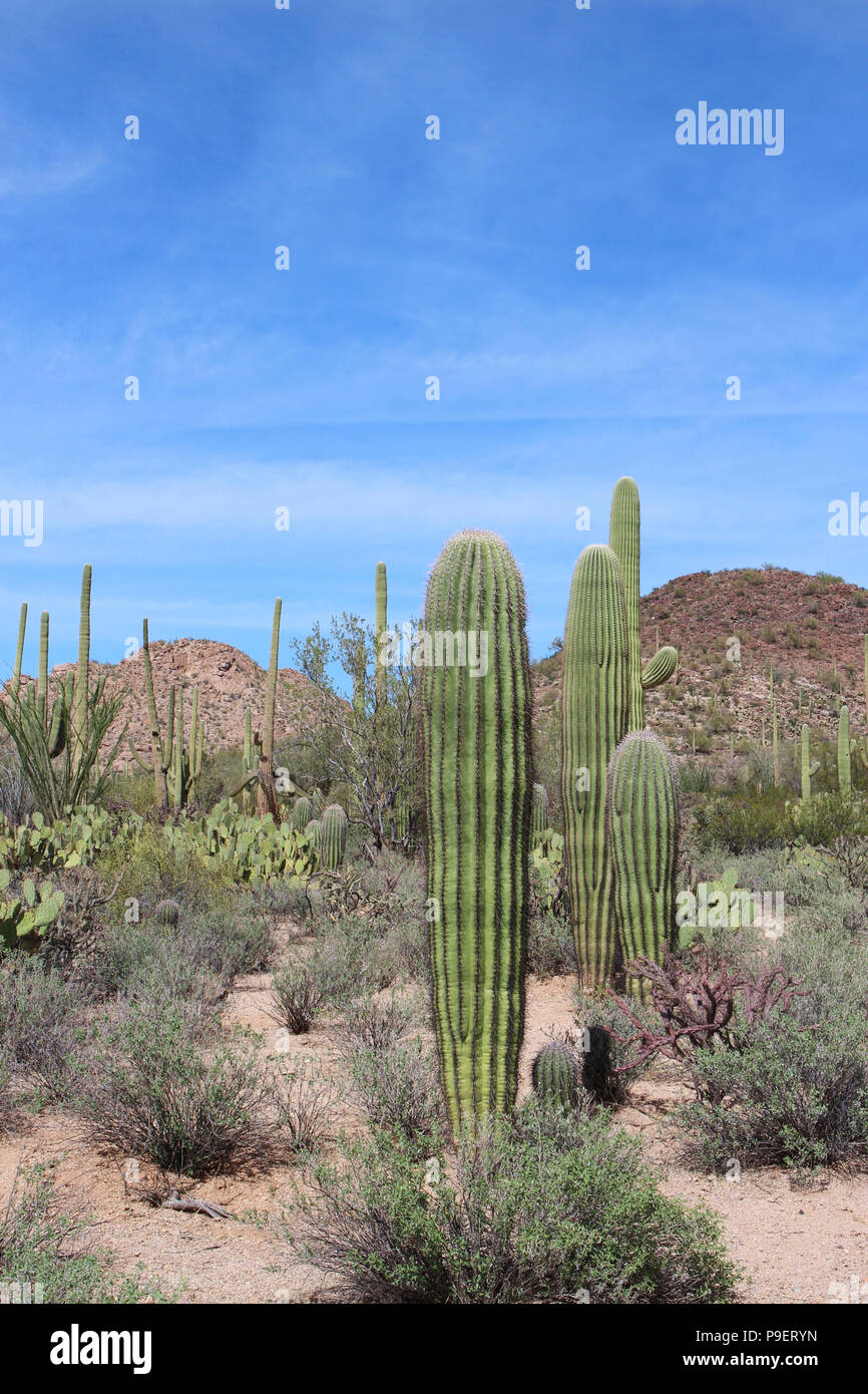 Desert landscape filled with saguaro cacti, creosote bushes, prickly ...