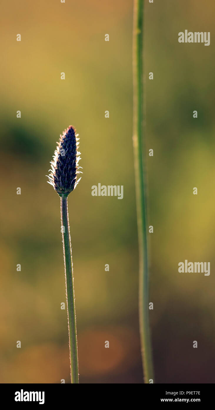 Beautiful natural spring flower background - end of the day light Stock ...