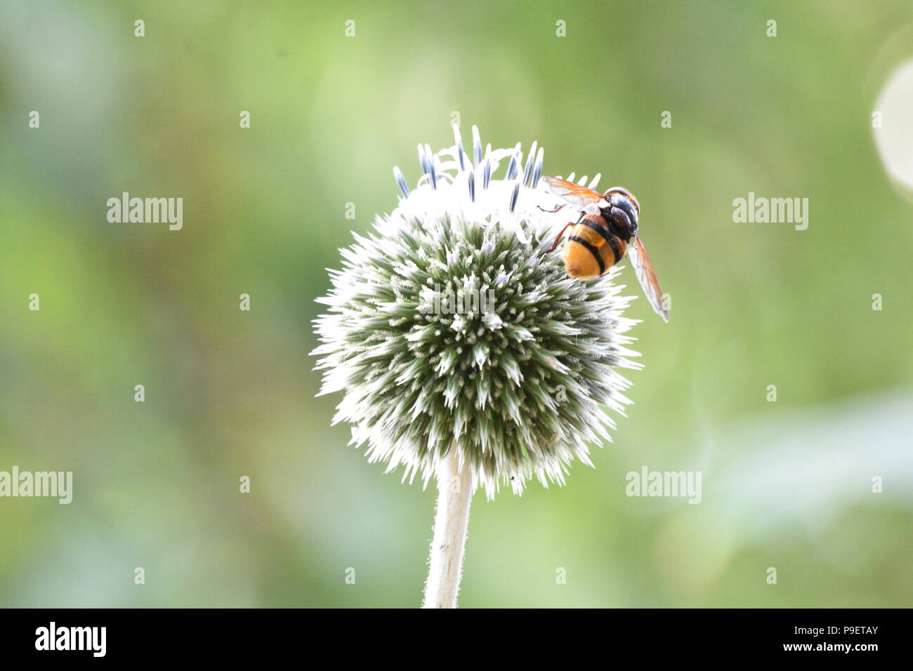 Bee insects hi-res stock photography and images - Alamy