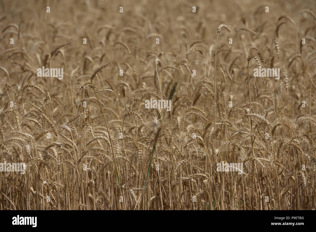 Rash field hi-res stock photography and images - Alamy