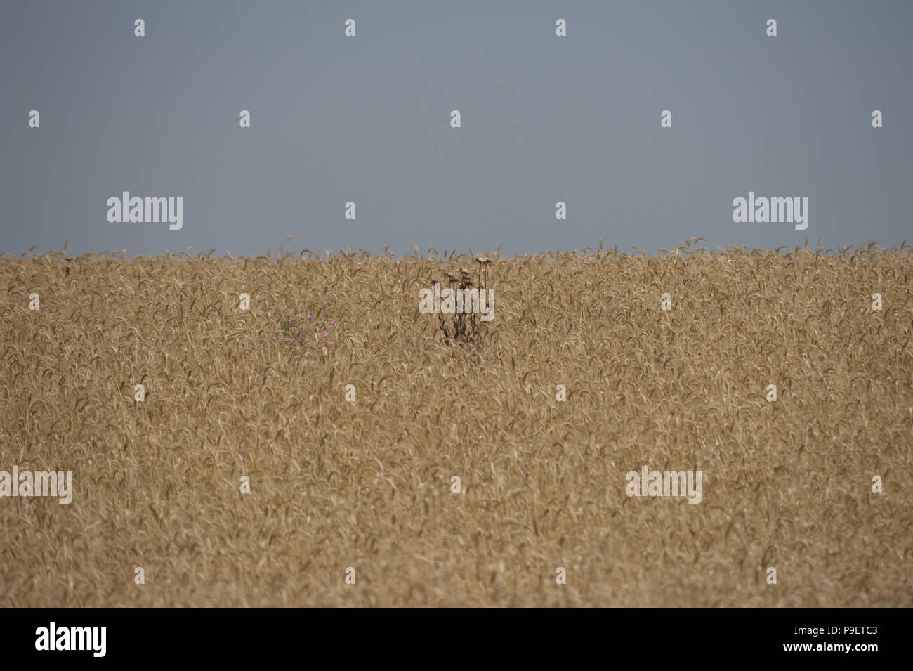 Rash field hi-res stock photography and images - Alamy