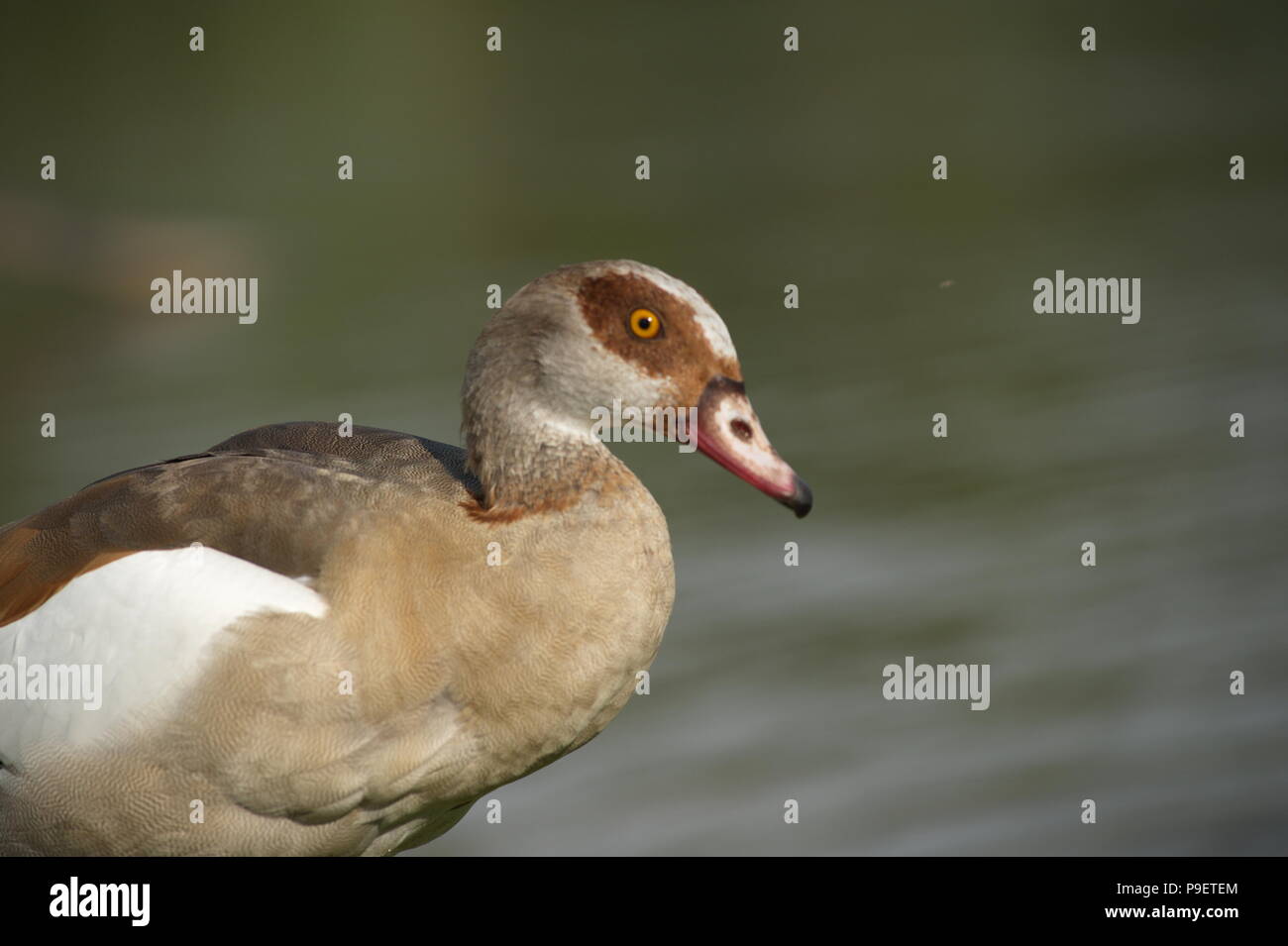 Zoom in stream water park hi-res stock photography and images - Alamy