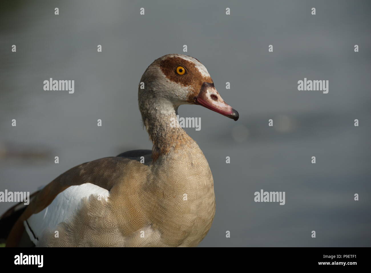 Zoom in stream water park hi-res stock photography and images - Alamy