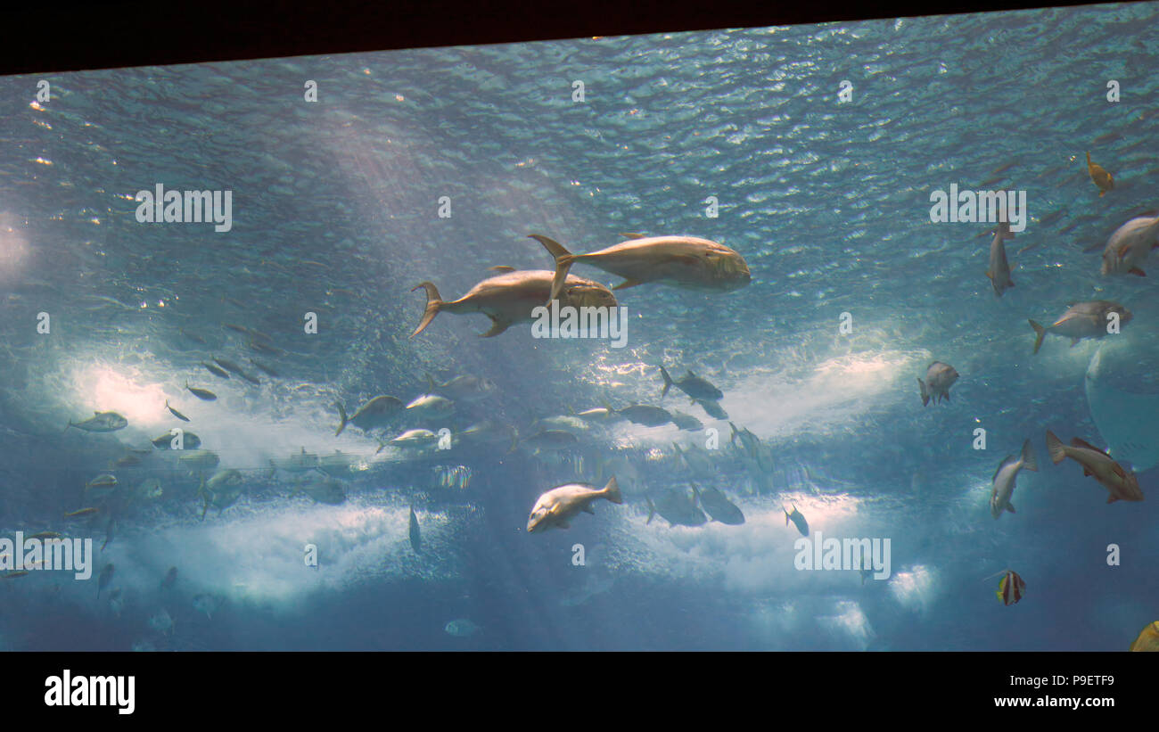 Xareu fish hi-res stock photography and images - Alamy