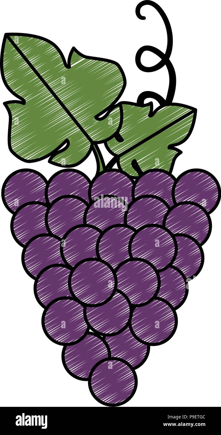 grapes cluster isolated icon Stock Vector Image & Art - Alamy