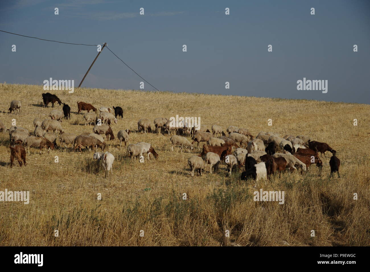Sheep cane hi-res stock photography and images - Alamy