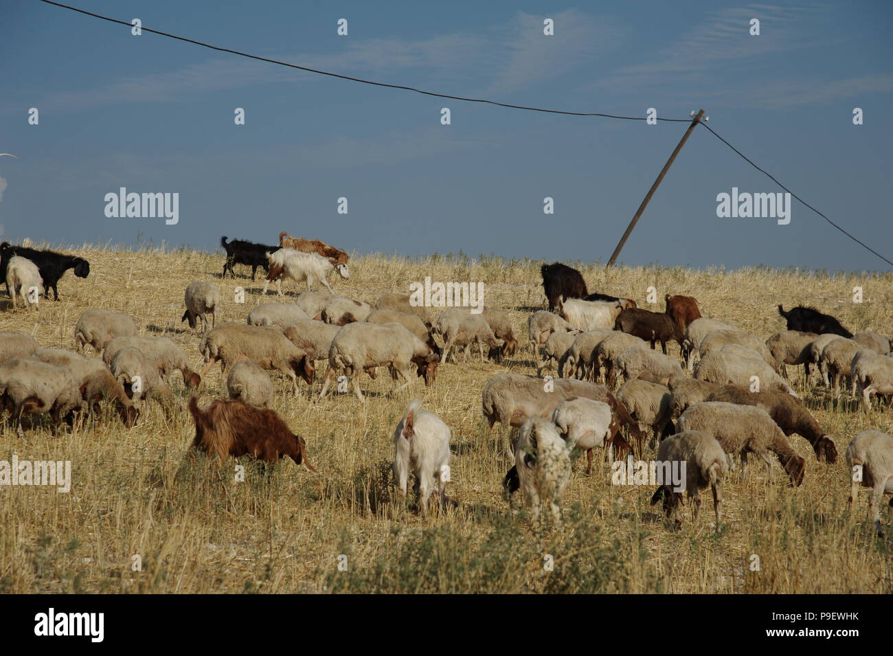 Sheep cane hi-res stock photography and images - Alamy