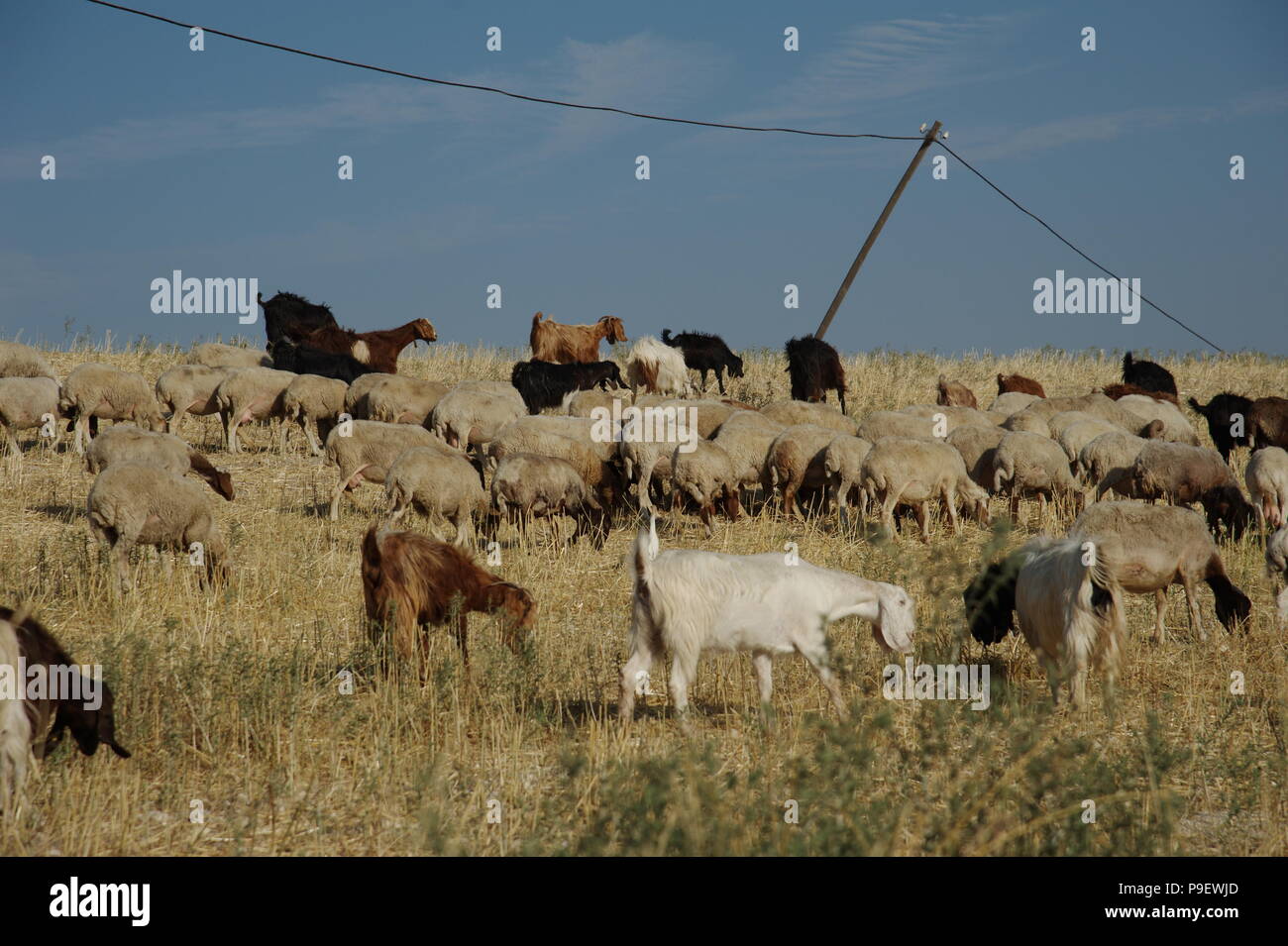 Wheat sheep farm hi-res stock photography and images - Alamy