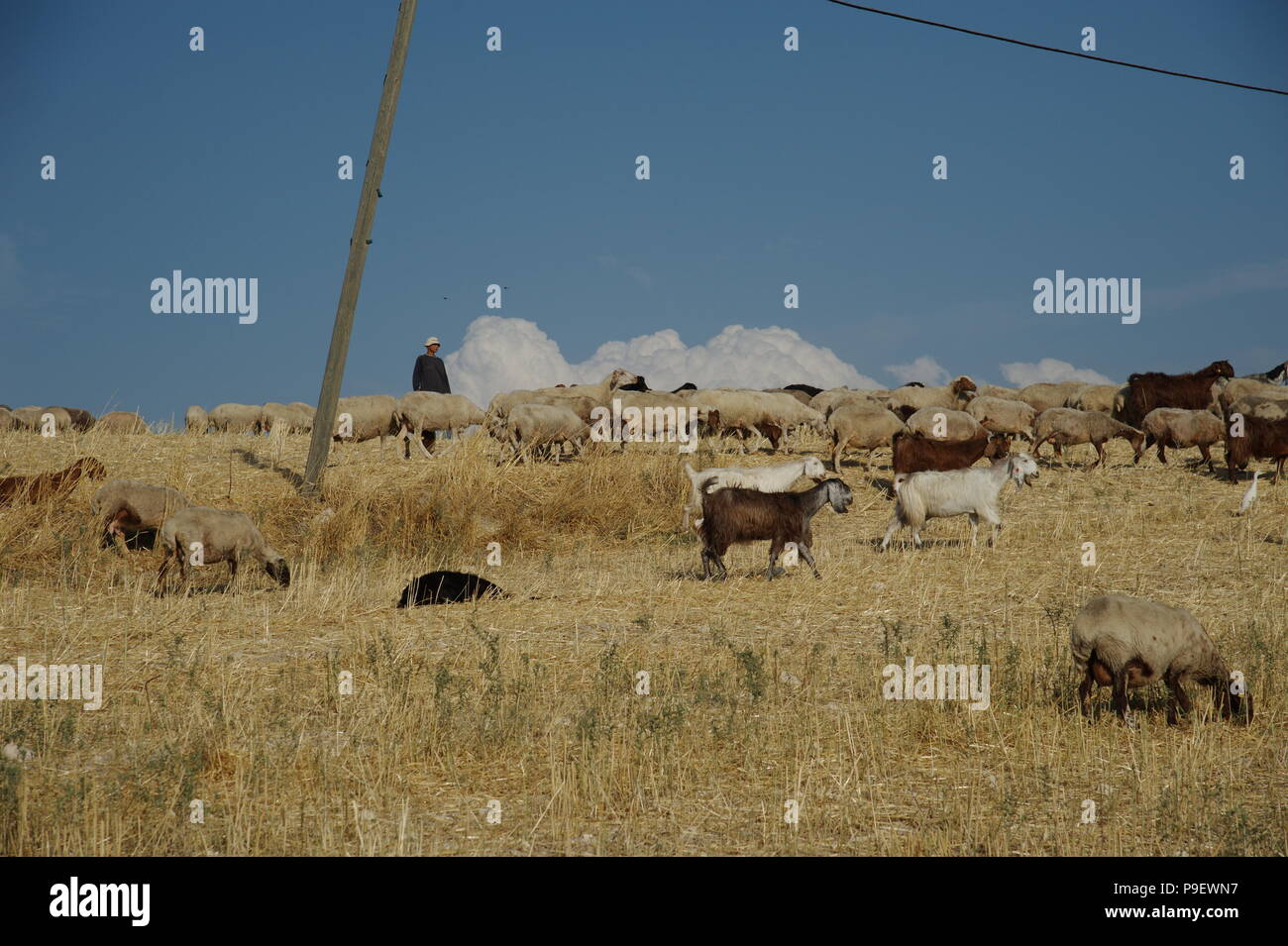 Sheep cane hi-res stock photography and images - Alamy