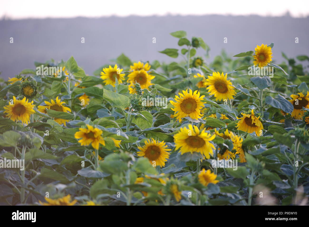 Cane rash hi-res stock photography and images - Alamy