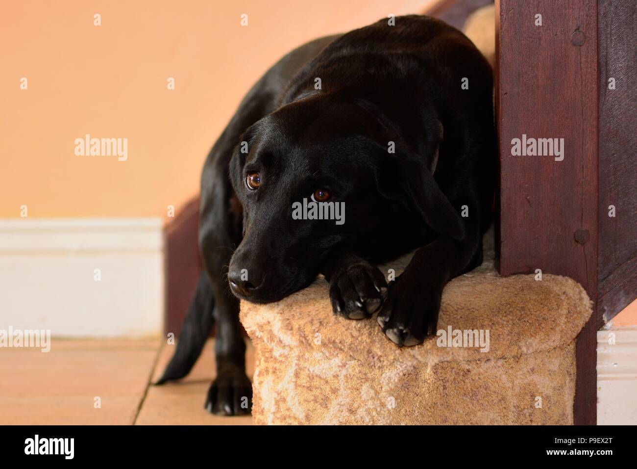 Portrait of a cute black Labrador laying at the bottom of the stairs ...