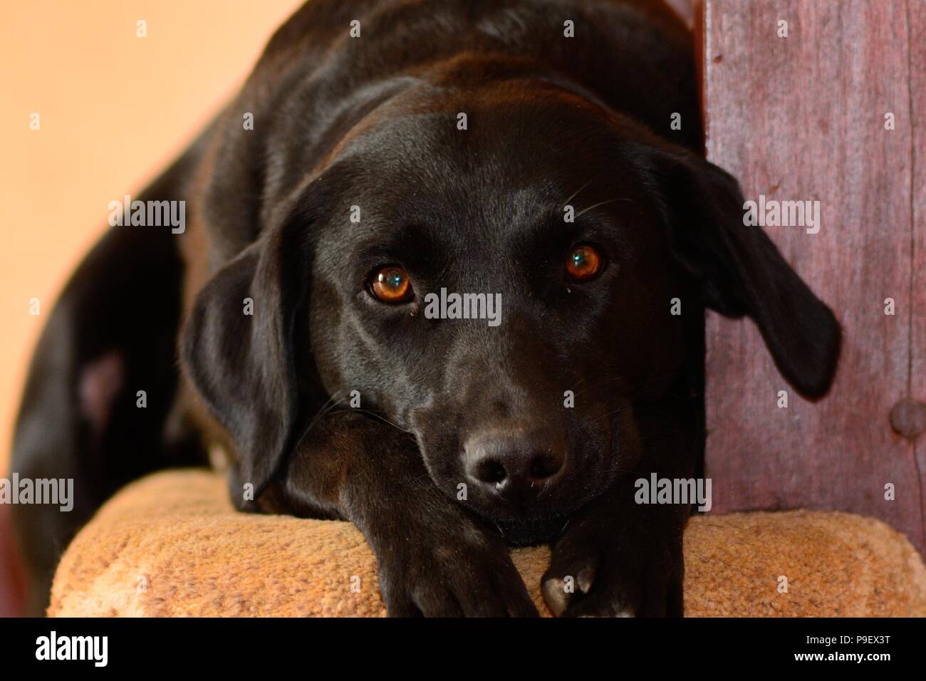Portrait of a cute black Labrador laying at the bottom of the stairs ...
