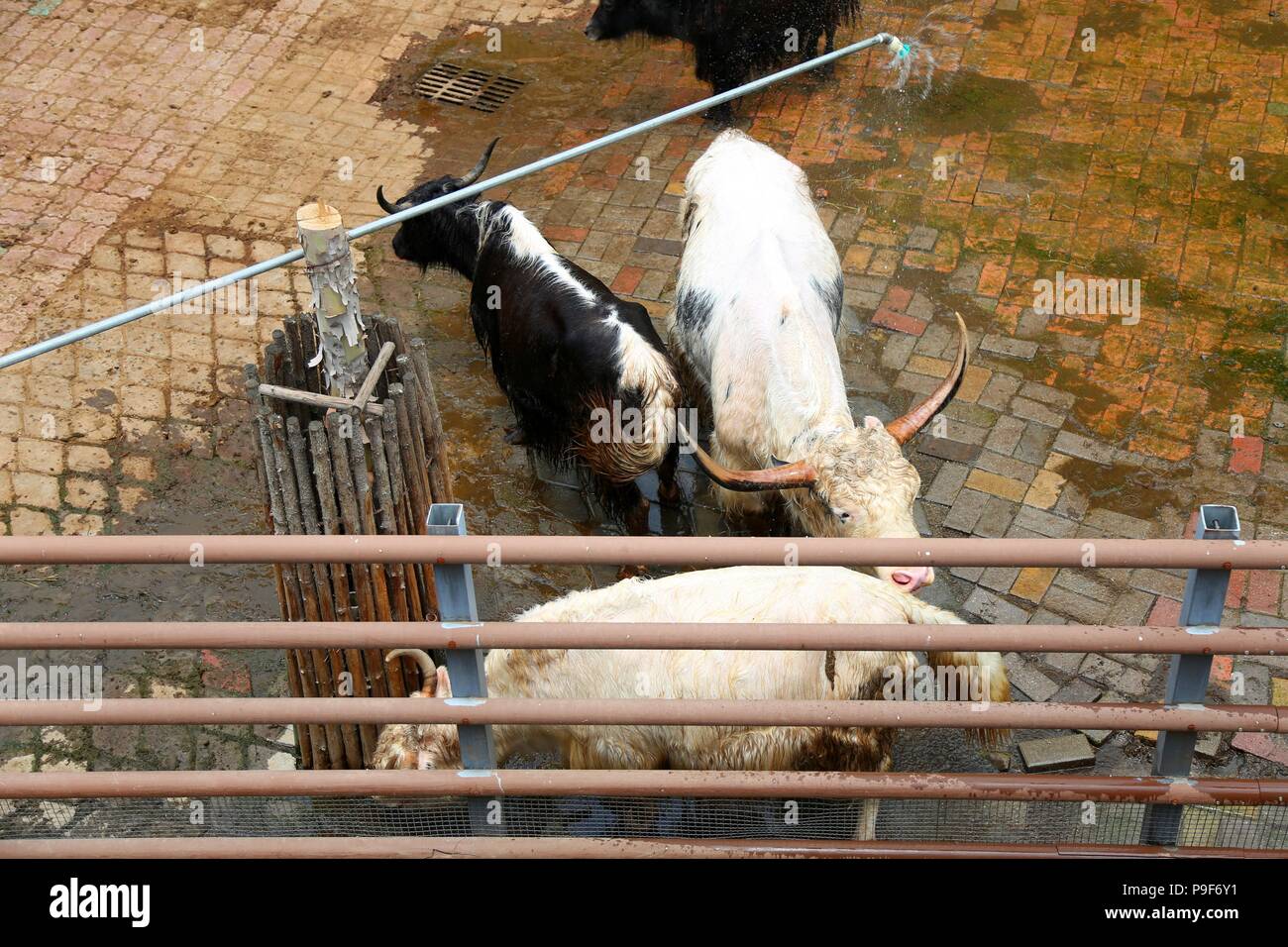Zhengzhou, China. 18th July, 2018. Zhengzhou, CHINA-Animals enjoy the ...