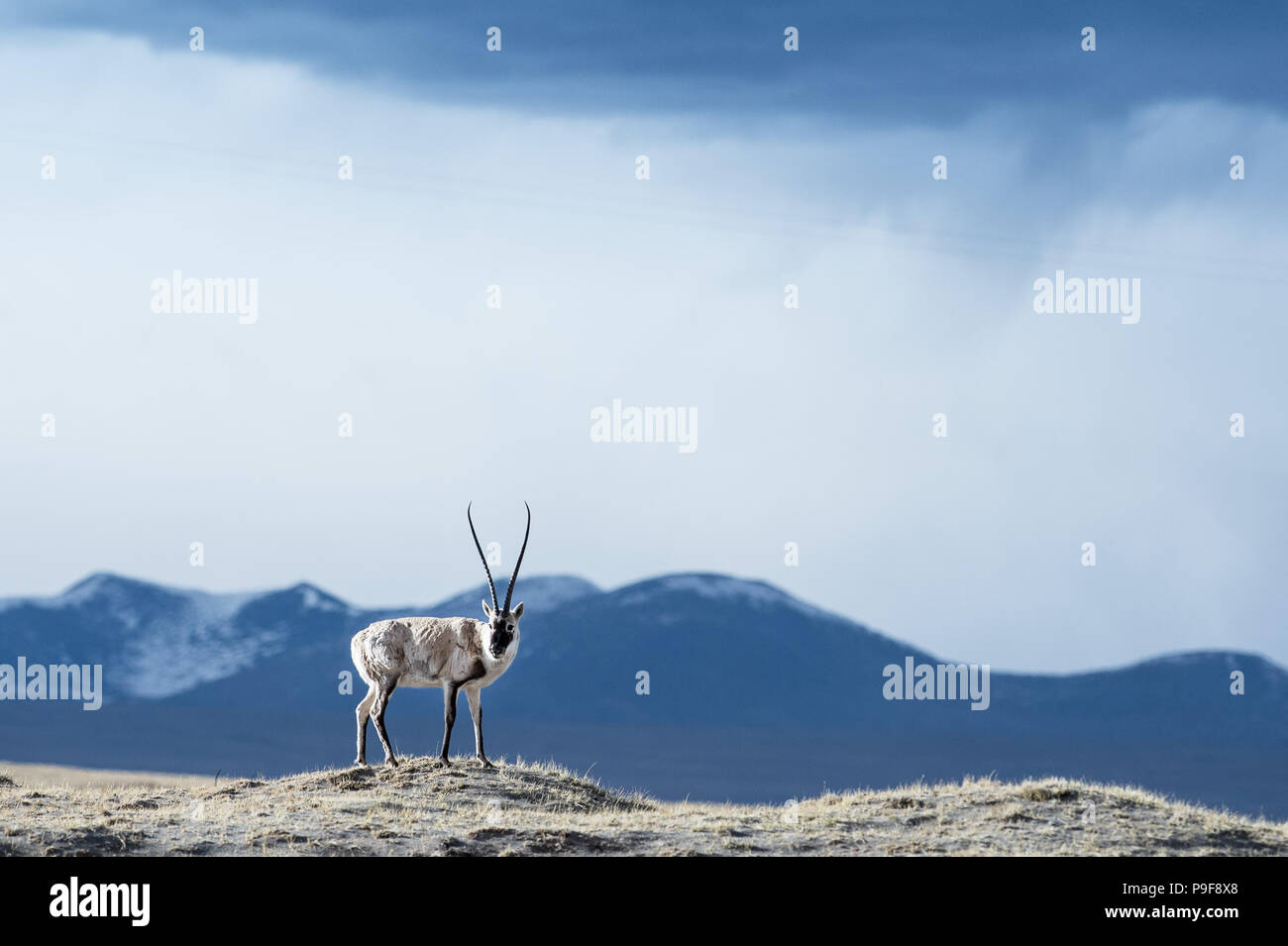 Tibetan antelope china hi-res stock photography and images - Alamy