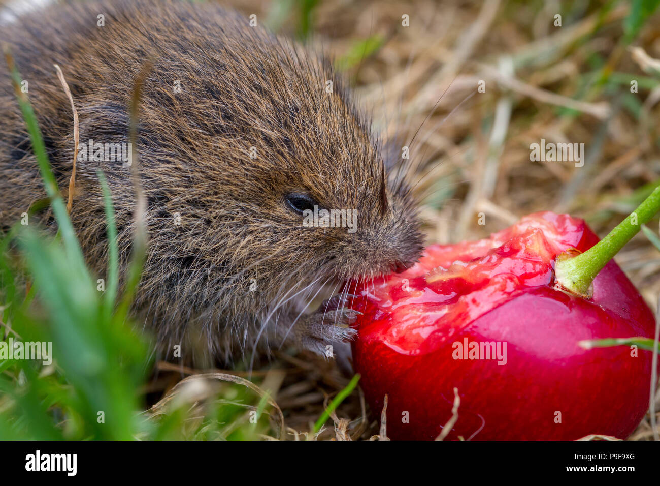 Backgarden animals hi-res stock photography and images - Alamy