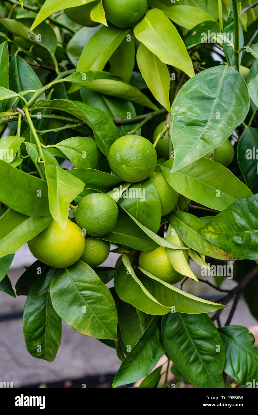 Citrus Sinensis Orange Tree High Resolution Stock Photography and ...