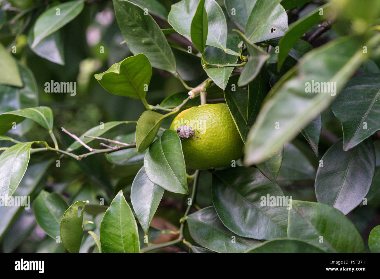 bug insect sitting on citrus sinensis ripe orange fruit hanging from ...