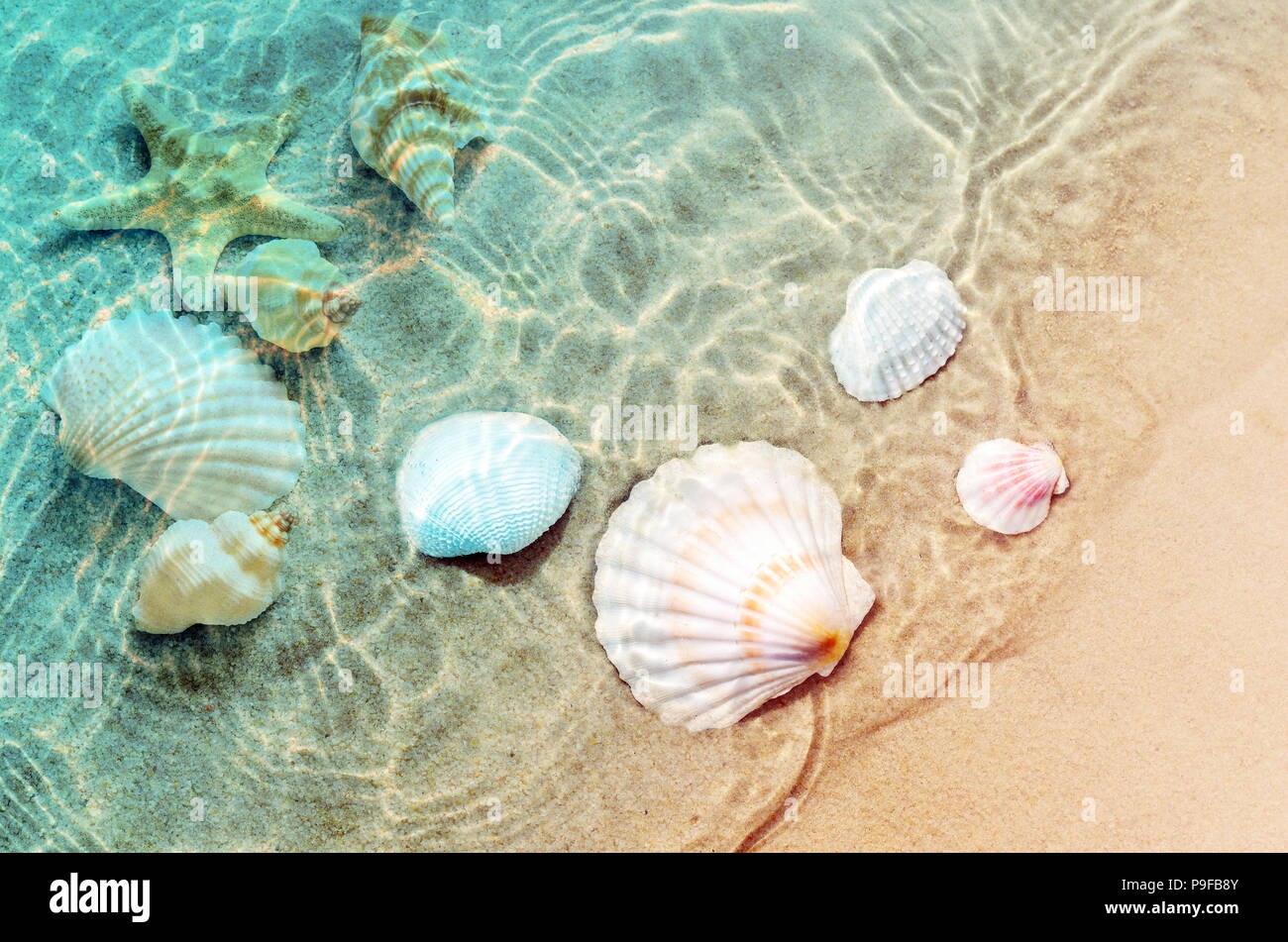 Starfish and seashell on the summer beach in sea water. Summer ...