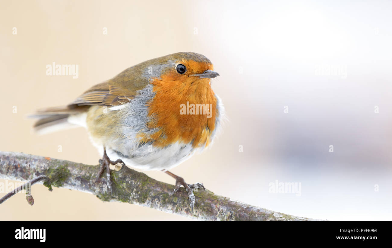 Robin england hi-res stock photography and images - Alamy