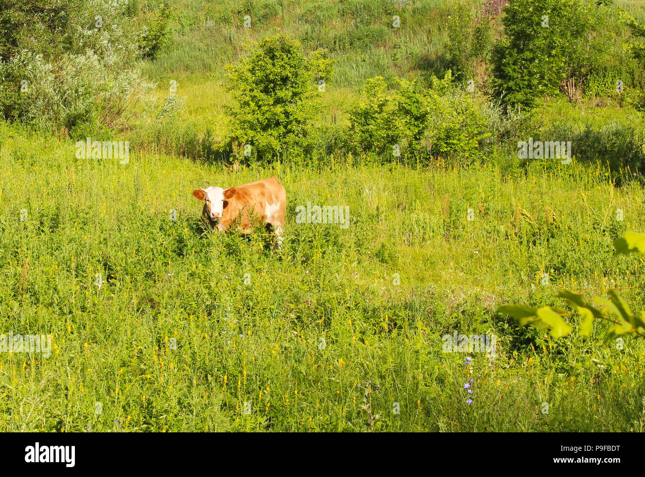 Landscape with cow in rural terrain on green herb in year season Stock ...