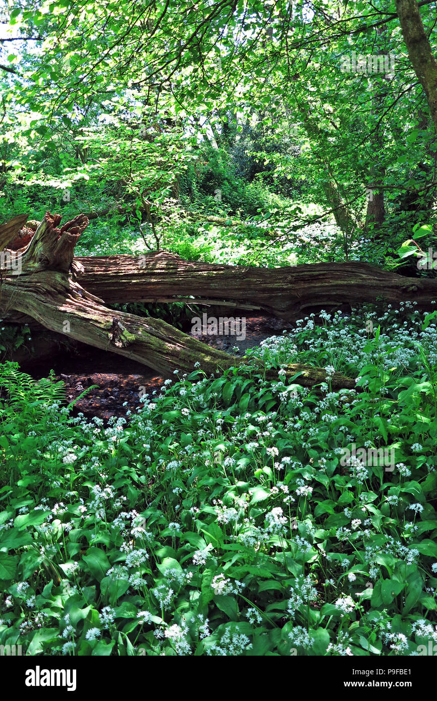 Fallen tree over stream lined with wild Garlic flowers in Hampshire ...