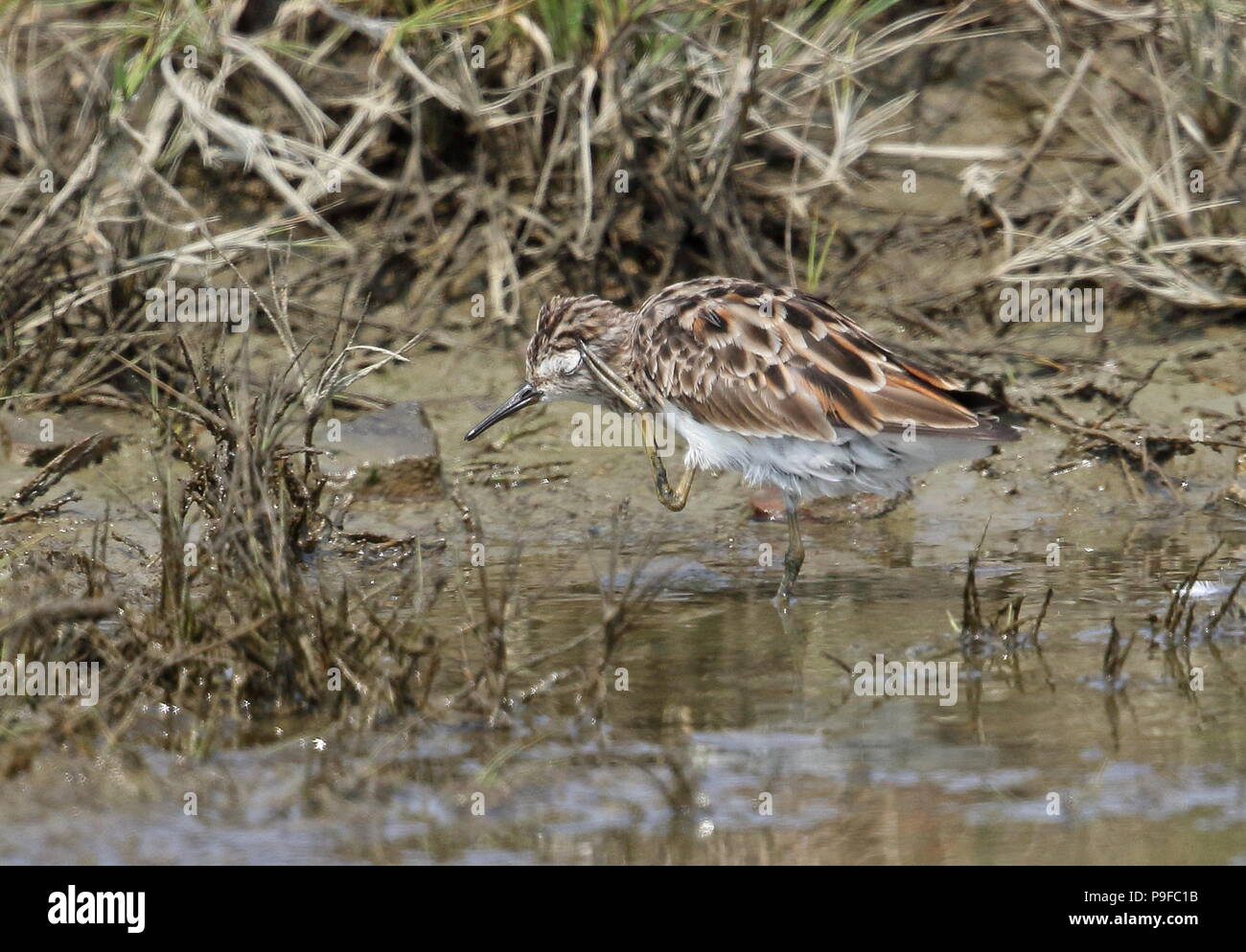 Long-toed Stint (Calidris subminuta) adult scratching head western ...