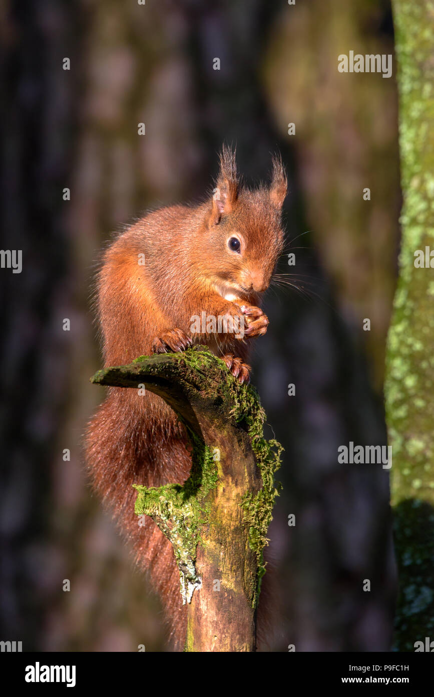 Red squirrel near Lockerbie. Scotland. Winter morning Stock Photo - Alamy