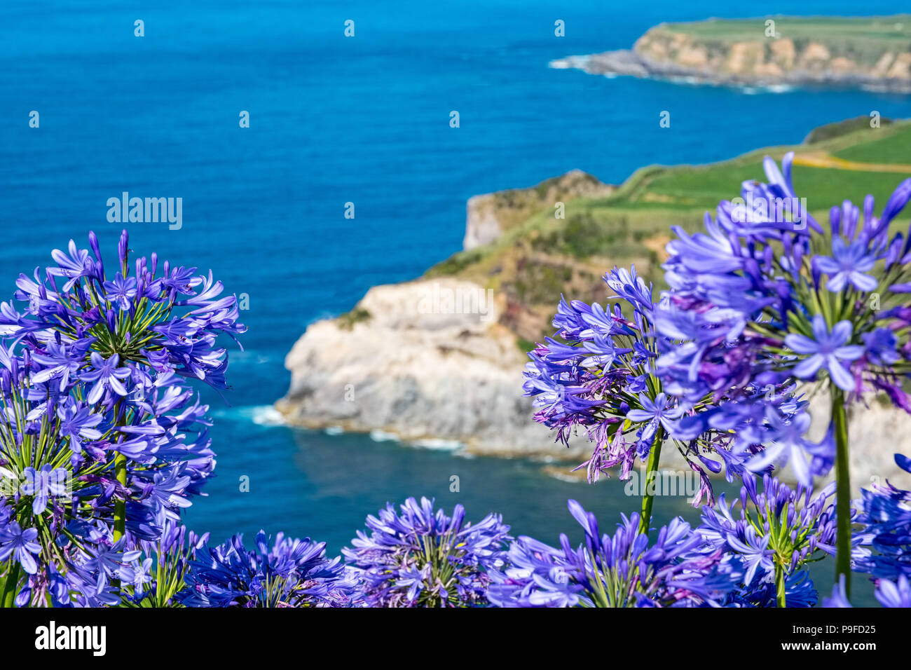 Wildflowers, The Atlantic and the cliffs on the coast of Sao Miguel ...