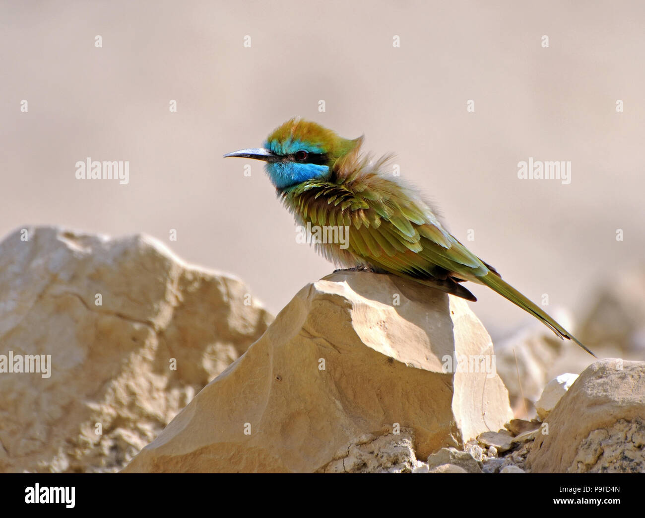 Little green bee eater merops orientalis hi-res stock photography and ...