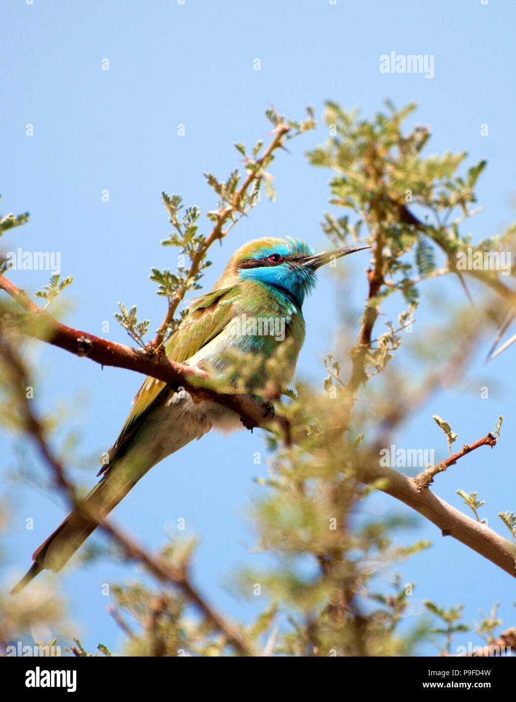 Little green Bee eater, Merops orientalis Stock Photo - Alamy