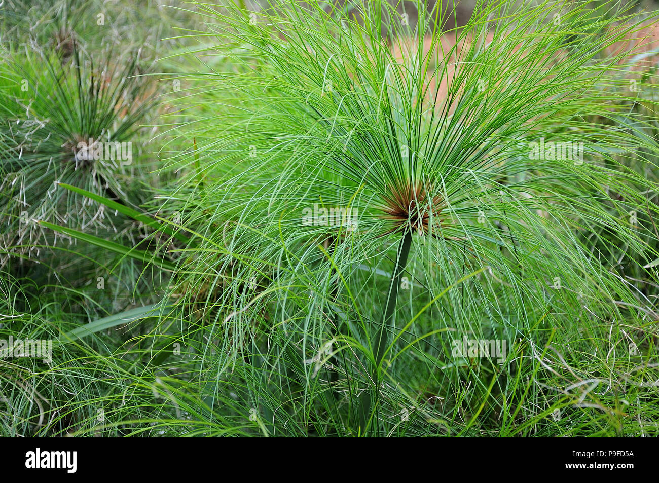 group of cyperus papyrus, the nile grass or paper reed growing in swamp ...