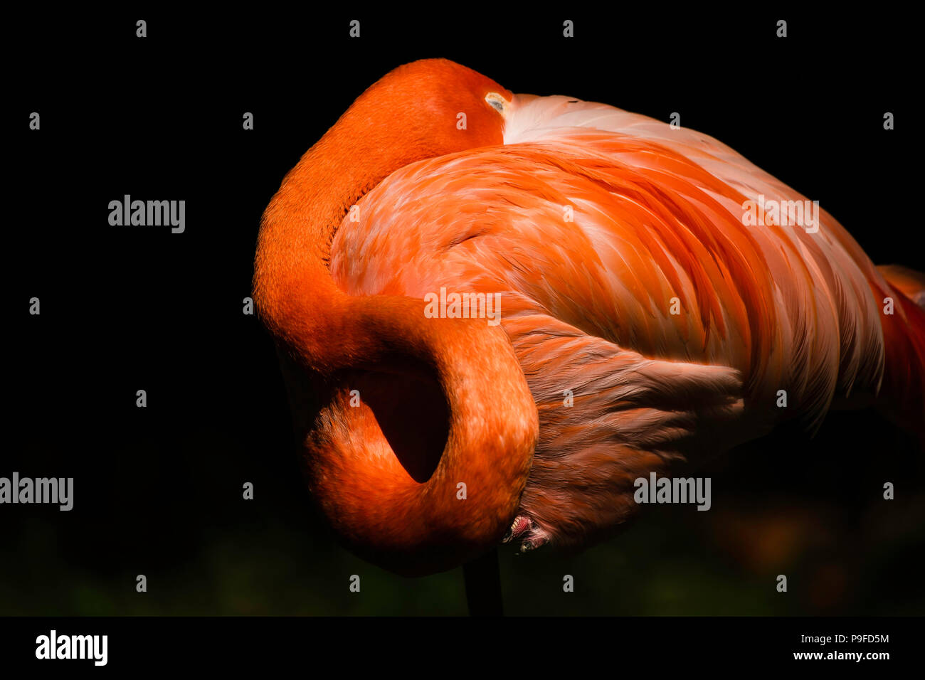 Tucked in for the night flamingo Stock Photo - Alamy