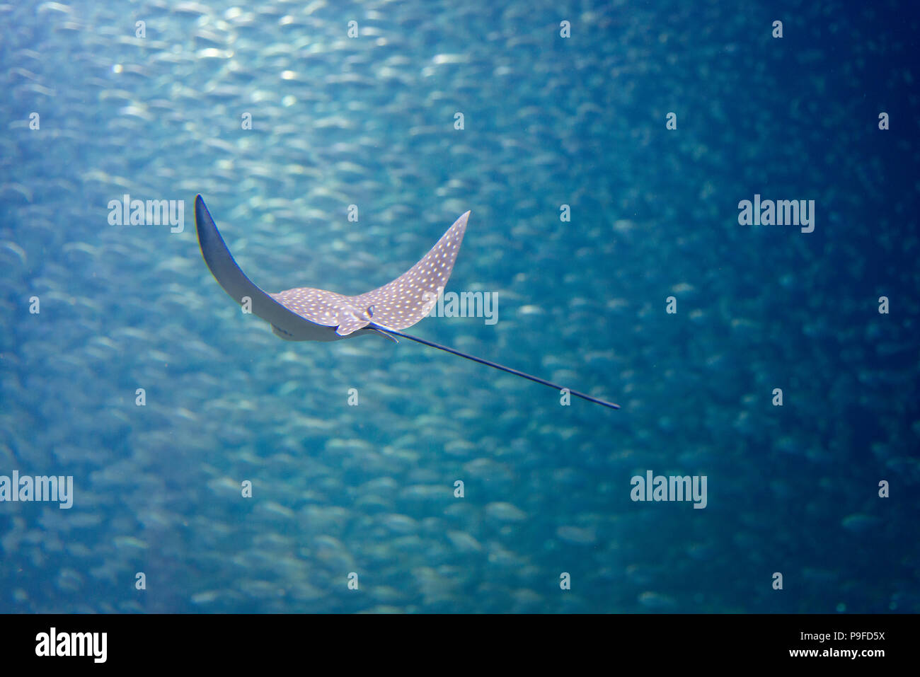 Tampa Florida Aquarium High Resolution Stock Photography and Images - Alamy