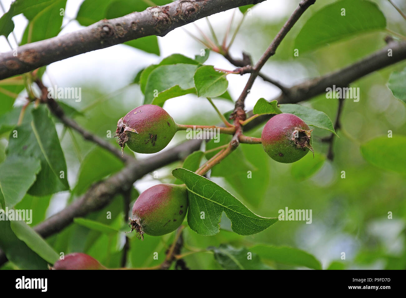 Swiss water pear hi-res stock photography and images - Alamy