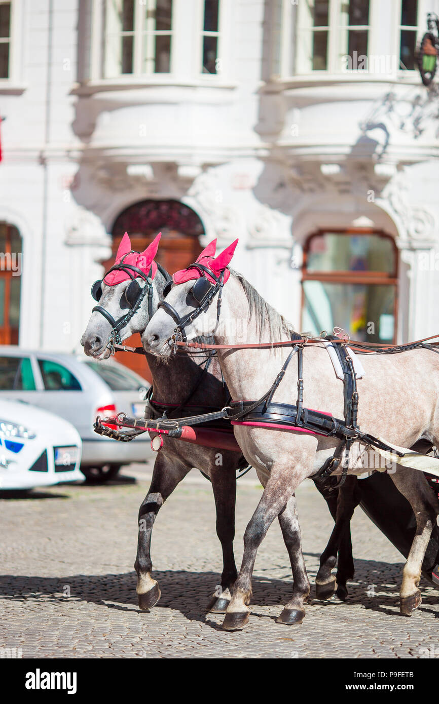 Traditional horse coach Fiaker in Vienna Austria Stock Photo - Alamy