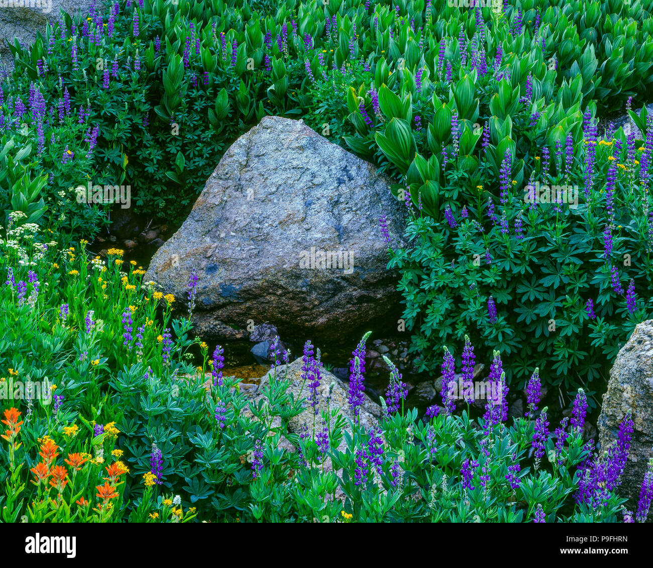 Groundsel hi-res stock photography and images - Alamy
