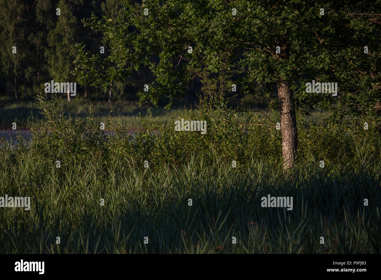 Small oak tree hi-res stock photography and images - Alamy
