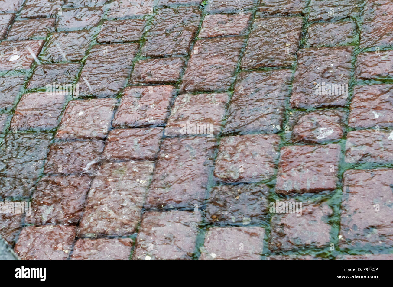 Rain on pavement stone blocks Stock Photo - Alamy