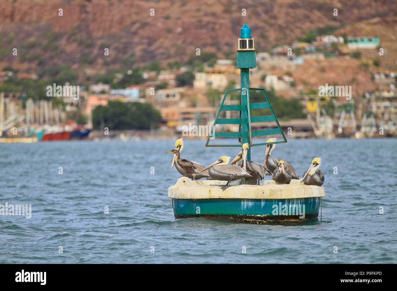 Report of the fishing port of Guaymas Sonora. Reportaje del puerto ...