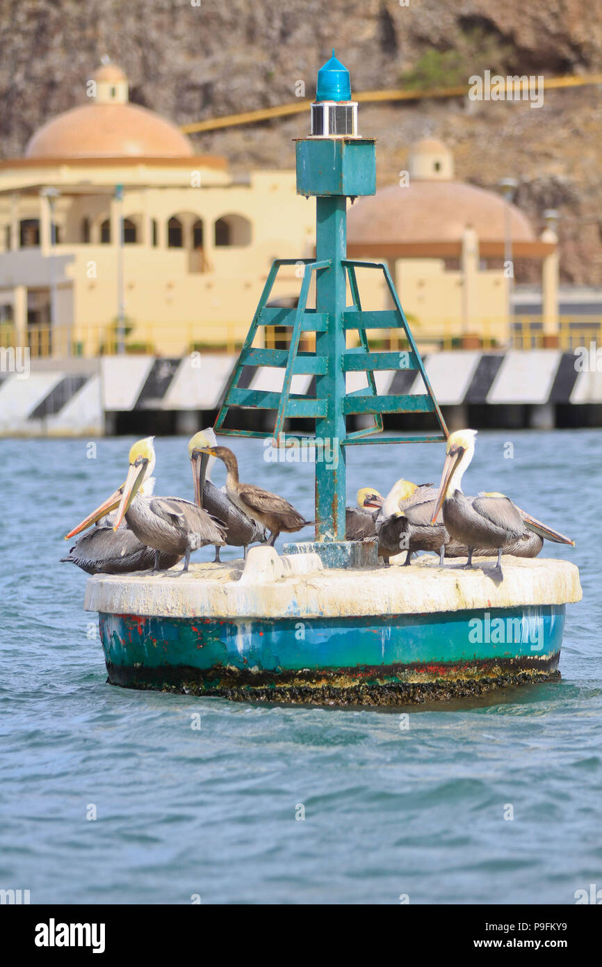 Report of the fishing port of Guaymas Sonora. Reportaje del puerto ...