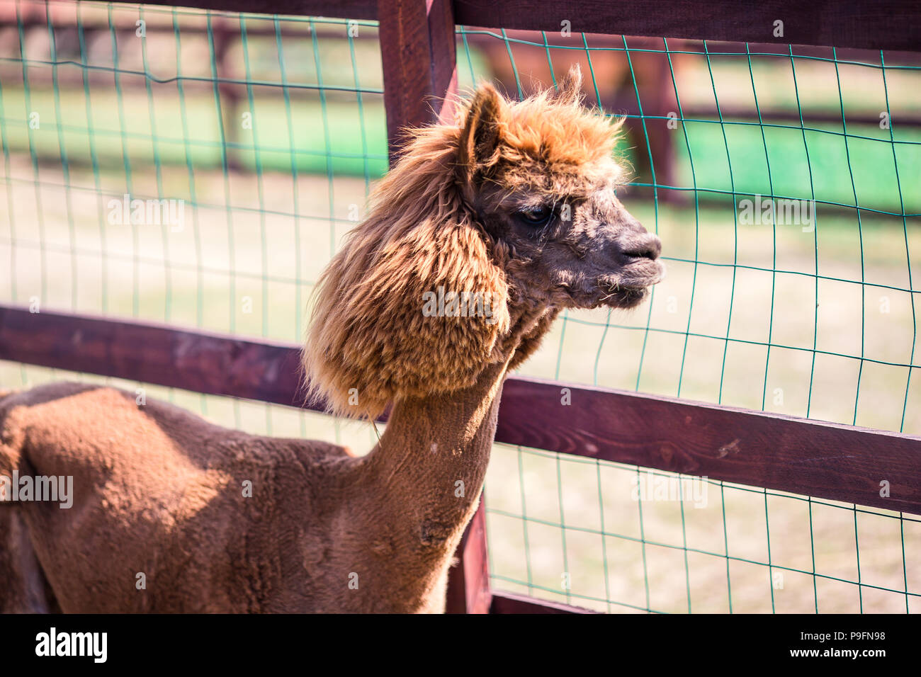 Mouth nose lama hi-res stock photography and images - Alamy