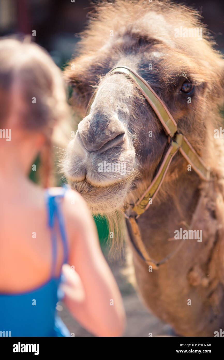 Little girl with camels in the zoo on warm and sunny summer day. Active ...