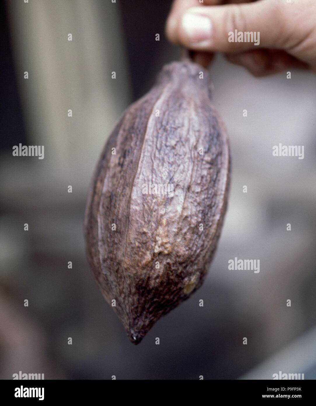 Planta de cacao hi-res stock photography and images - Alamy
