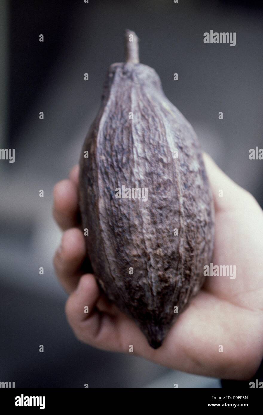 Planta de cacao hi-res stock photography and images - Alamy