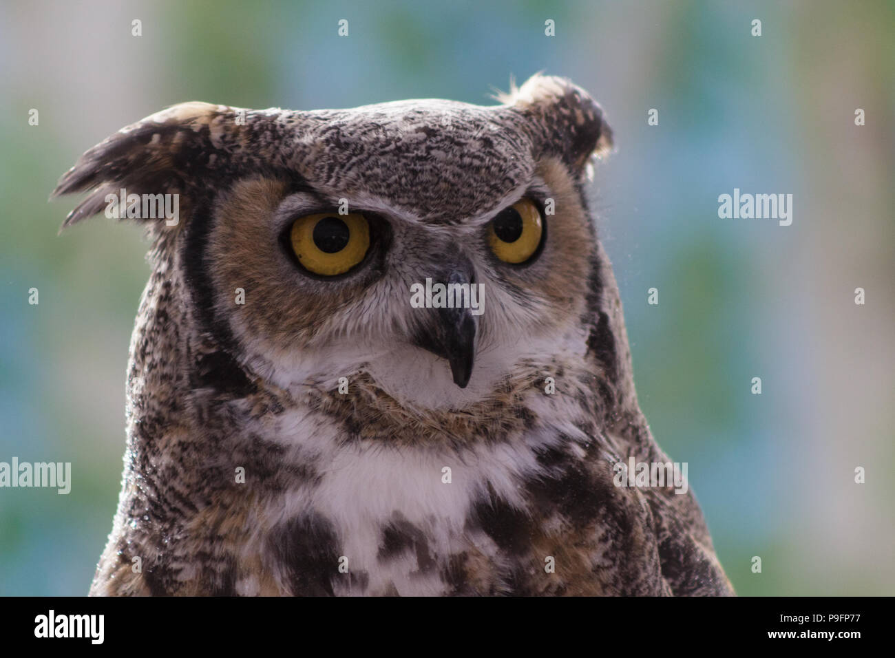 A Great Horned Owl with its "ears" back, and mesmerizing yellow eyes ...