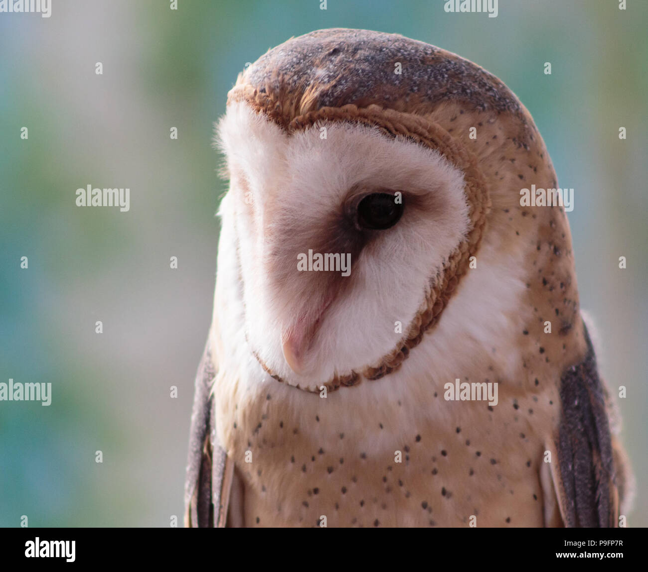 A barn owl displaying its speckled head and chest Stock Photo - Alamy