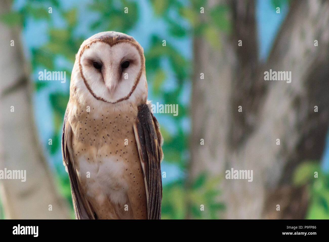 A majestic barn owl looking regal with its heart shaped face Stock ...