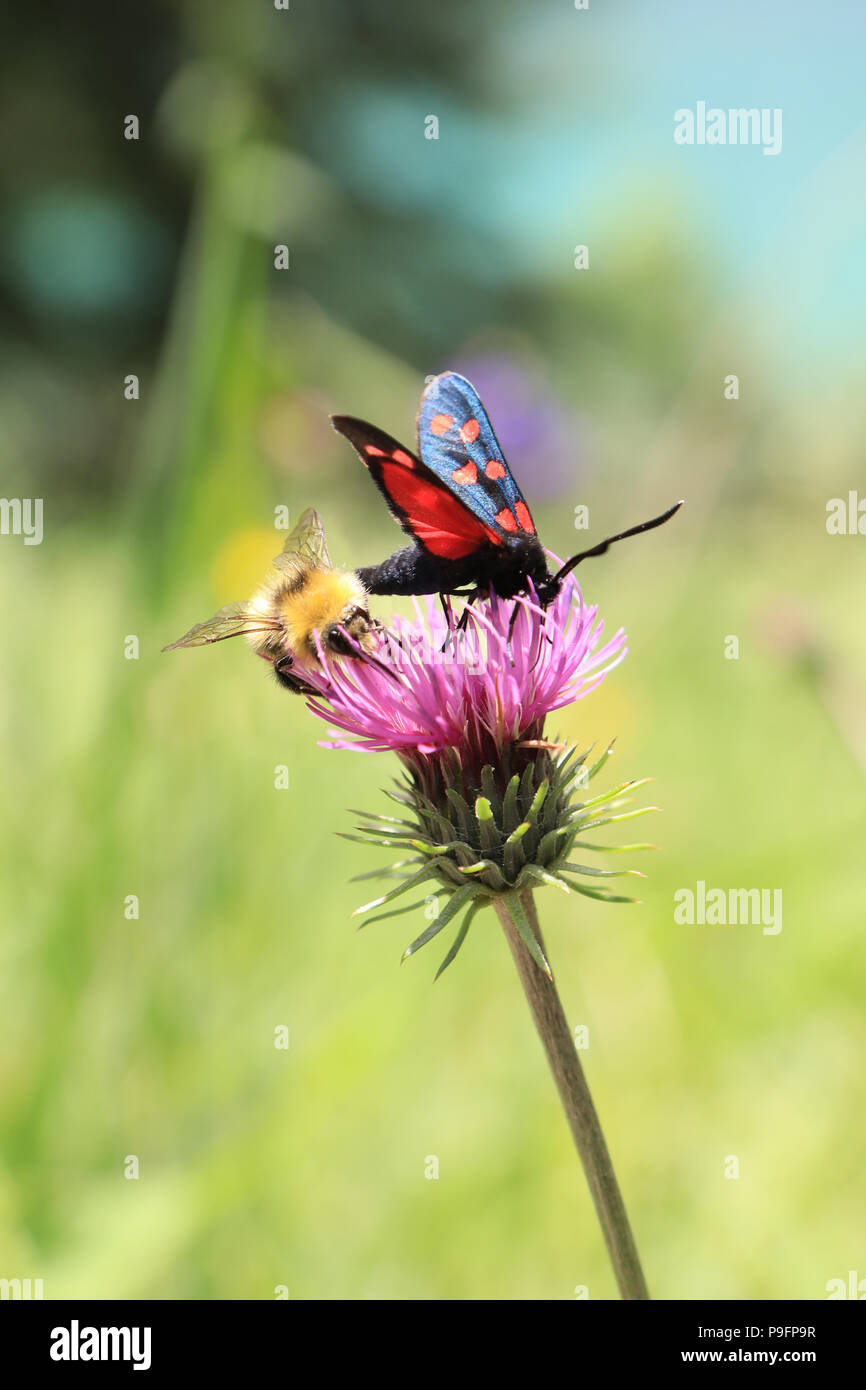 A bee and a butterfly share a flower Stock Photo - Alamy