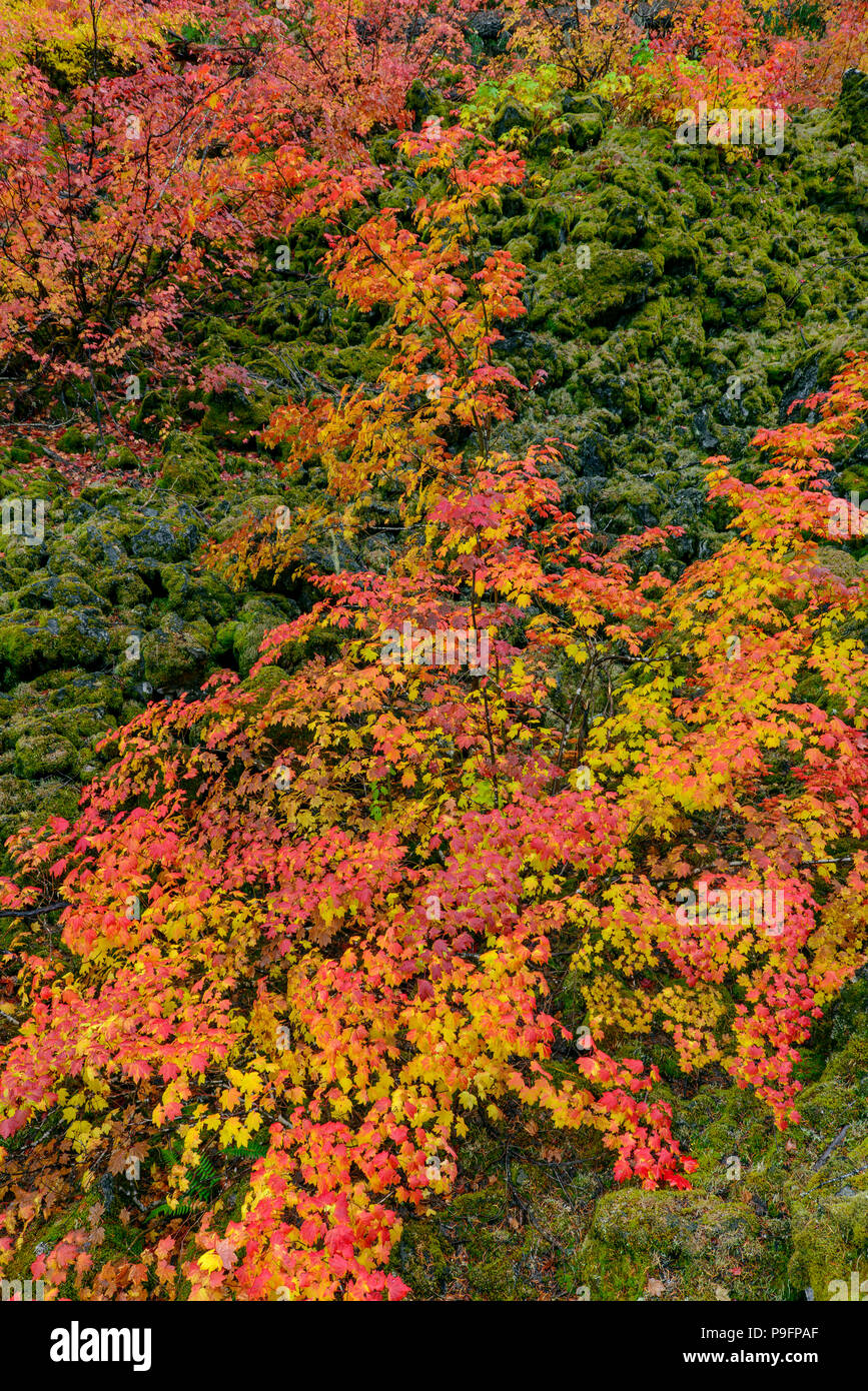 Vine maple hi-res stock photography and images - Alamy